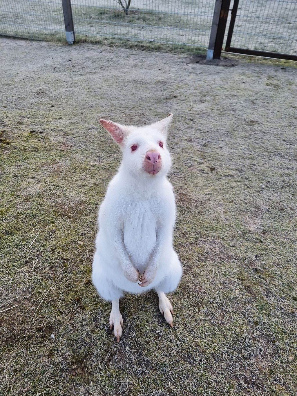 reportnet24.de - Paaren im Glien - Arche Haustierpark im MAFZ ...